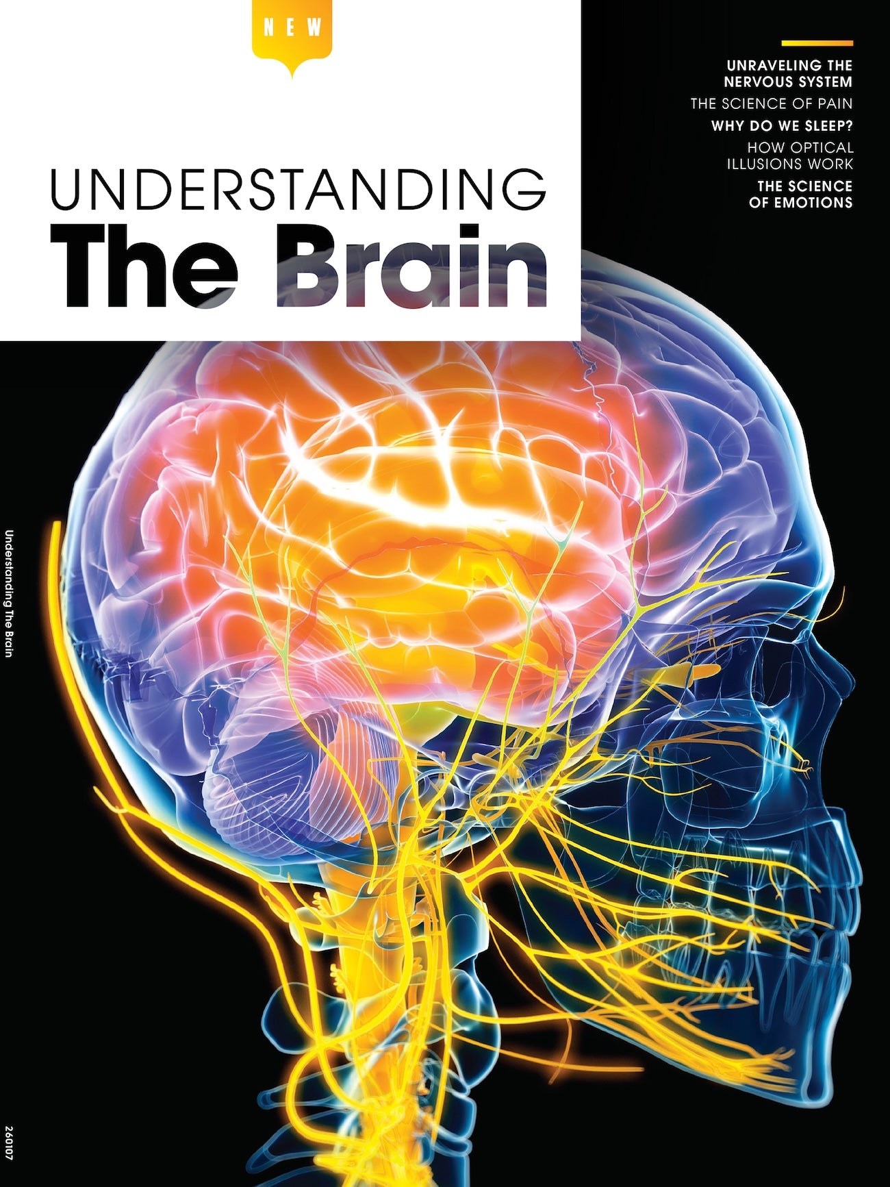 Understanding The Brain - Unravelling The Nervous System: The Brain’s ...